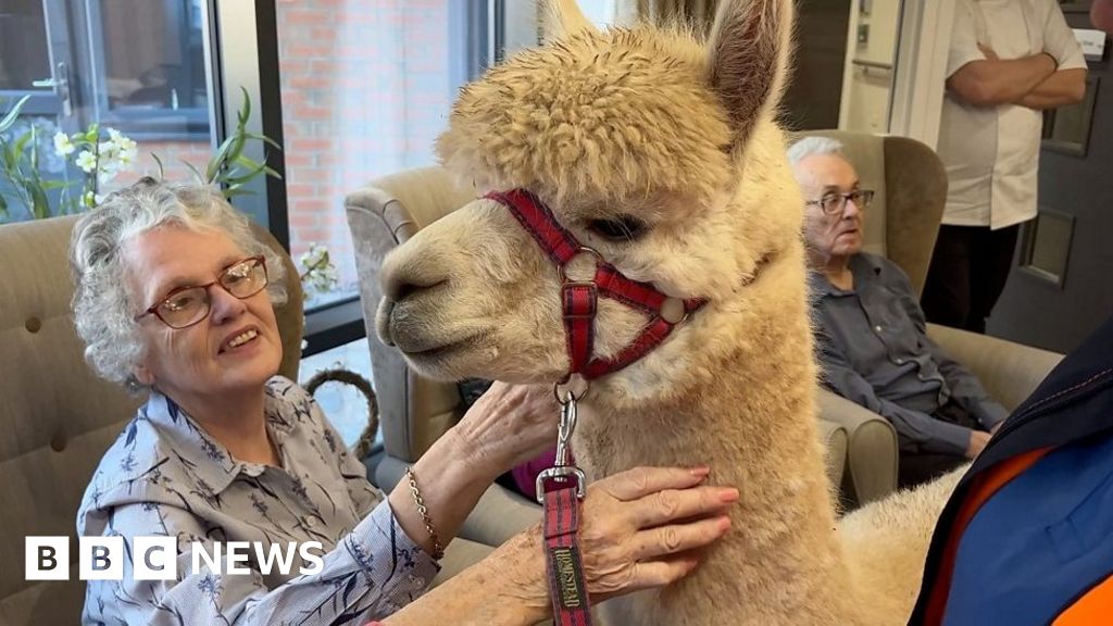 Alpacas bring smiles for care home residents in Stone - BBC News