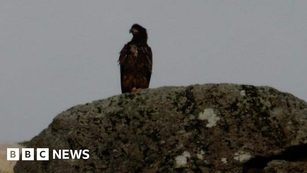 Rare sighting of eagle that was extinct in Wales