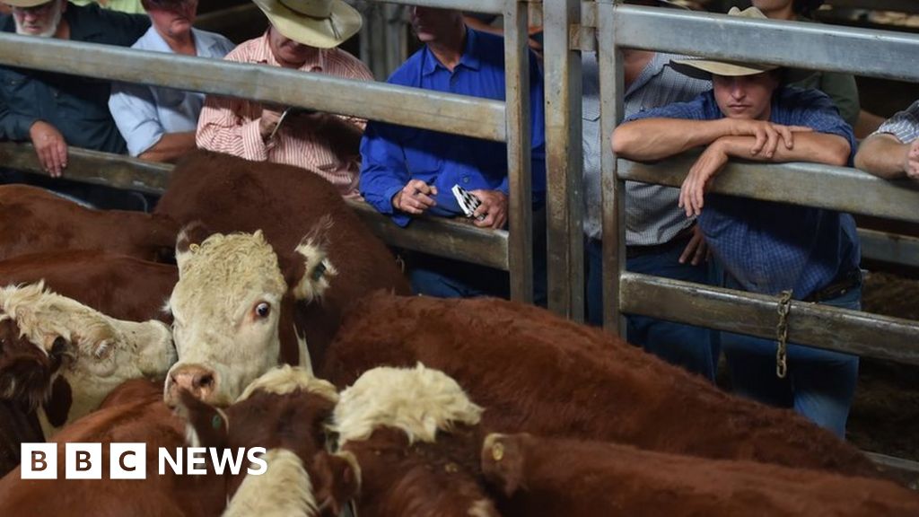 Australian live cattle exports cut sharply by Indonesia - BBC News