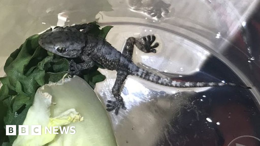 Stowaway Brazilian gecko hitches ride in box of melons - BBC News