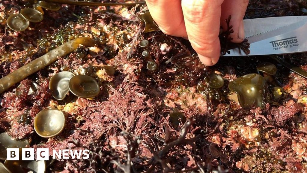 Making the sea a supermarket - the art of seaweed foraging - BBC News