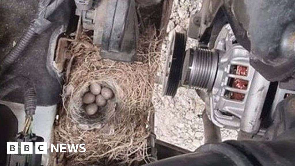 Nest in Devon campervan engine puts getaway on hold