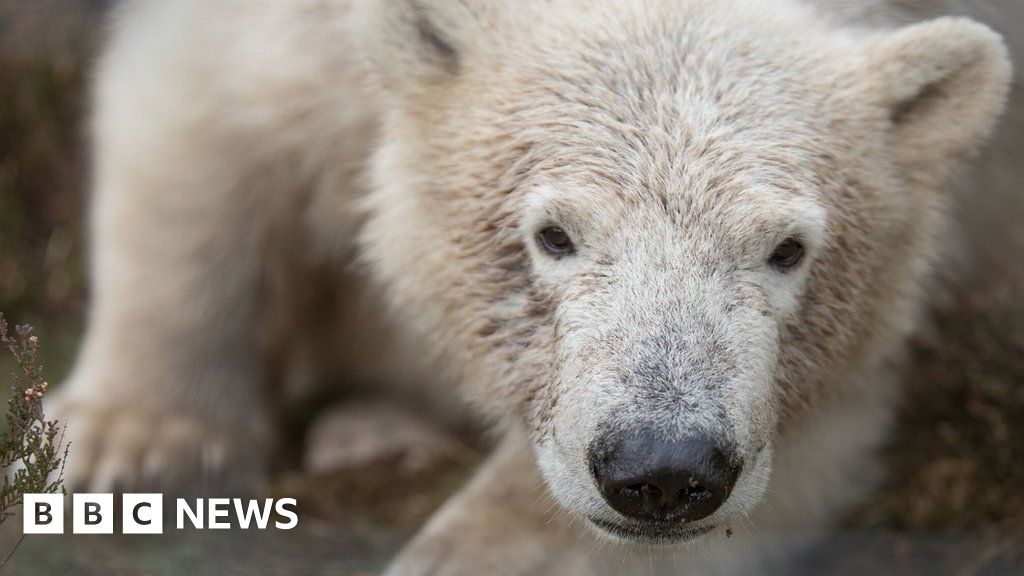 History-making polar bear cub Hamish turns one - BBC News