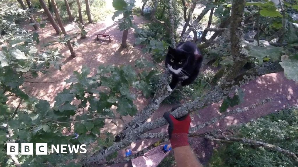 Cat stuck in Dorset tree for three days attacks rescuer - BBC News