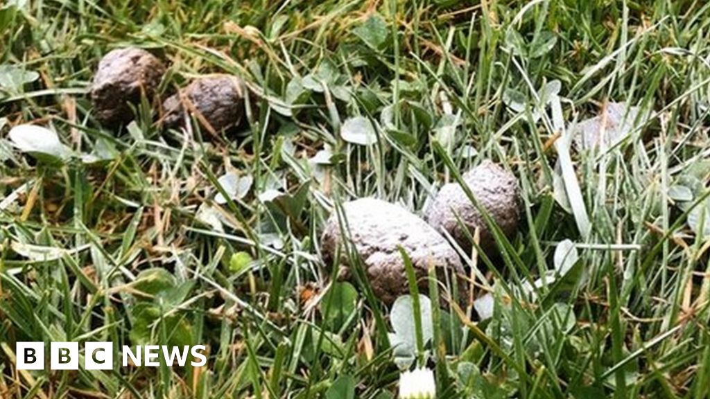 Dunstable mum paints 'disgusting' dog poo in protest - BBC News