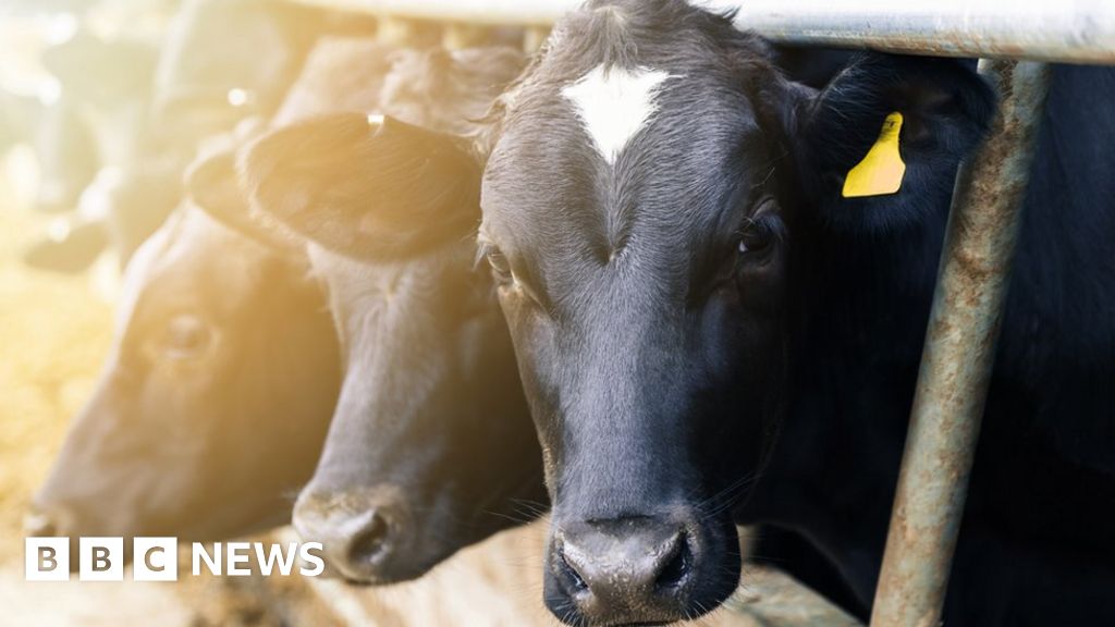 Farmer leaves dead animals to rot for months