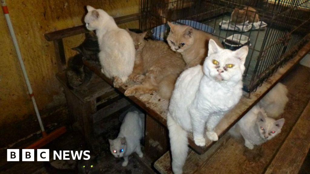 Lifetime animal ban for Looe couple with 73 cats - BBC News