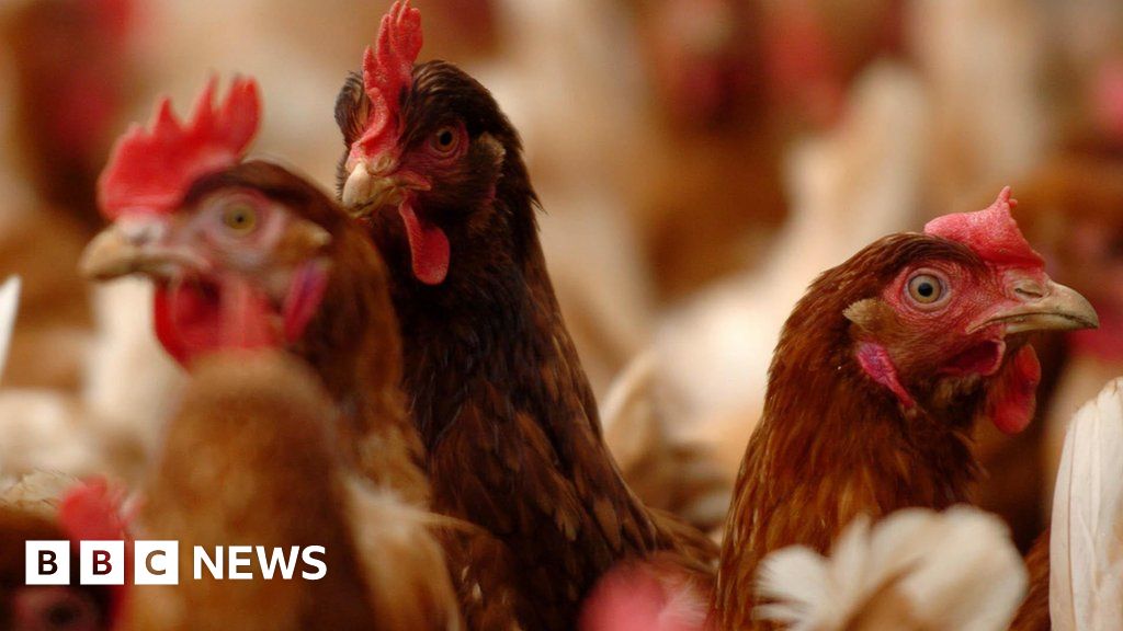 '1m chickens a week' Wrexham farm plans refused - BBC News
