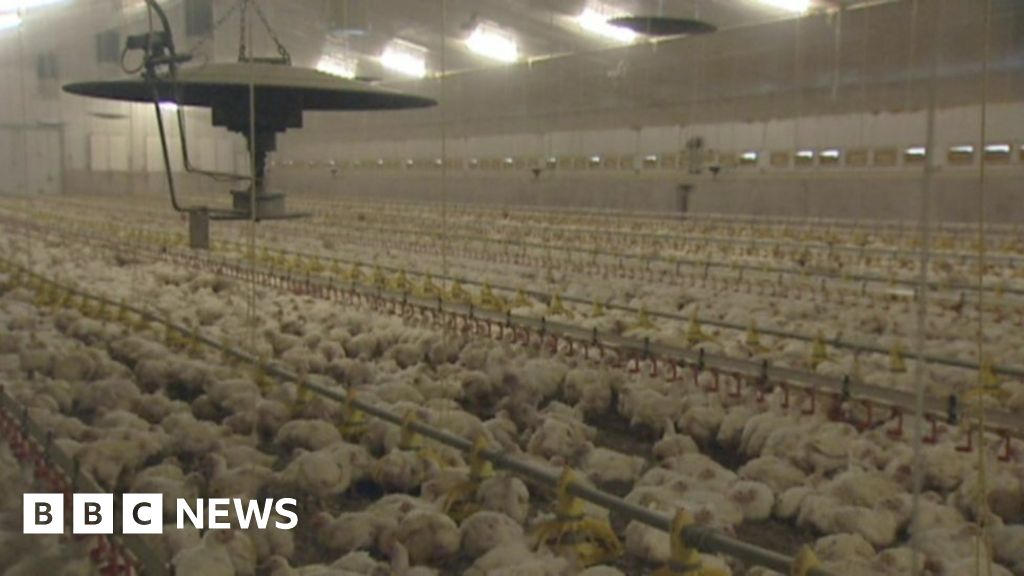 Fermanagh poultry farm disease outbreak 'not serious strain'