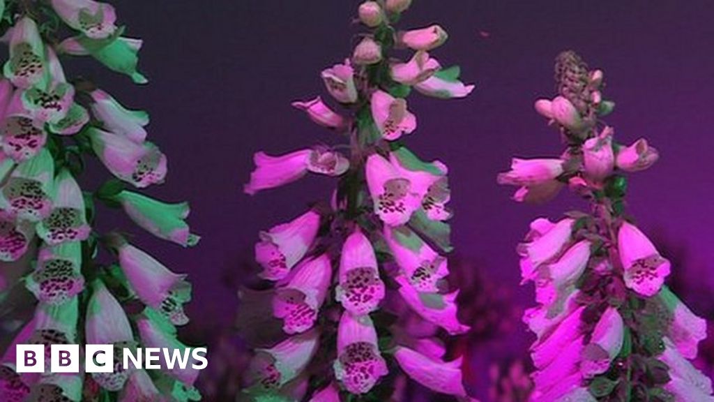 Tasting colours: A garden design exploring synaesthesia - BBC News