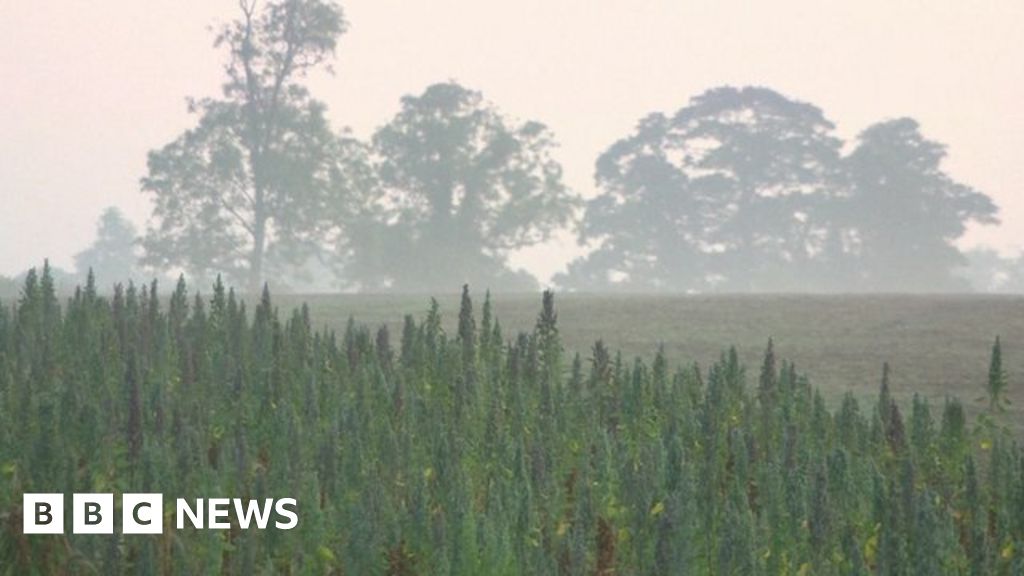 Intensive farming 'behind nature extinction' - BBC News