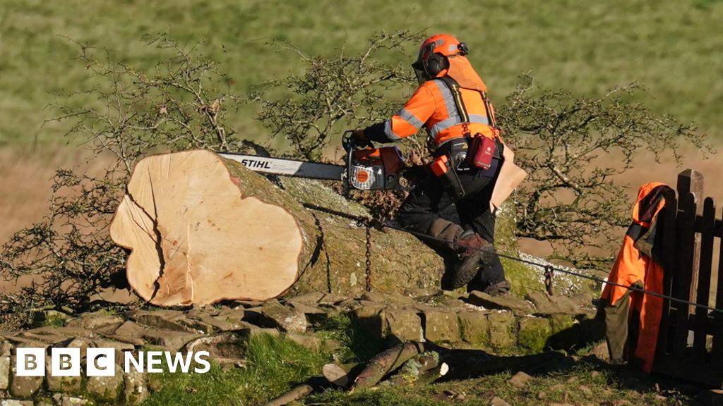 Sycamore Gap: Cutting up Hadrian's Wall tree 'like a funeral' - BBC News