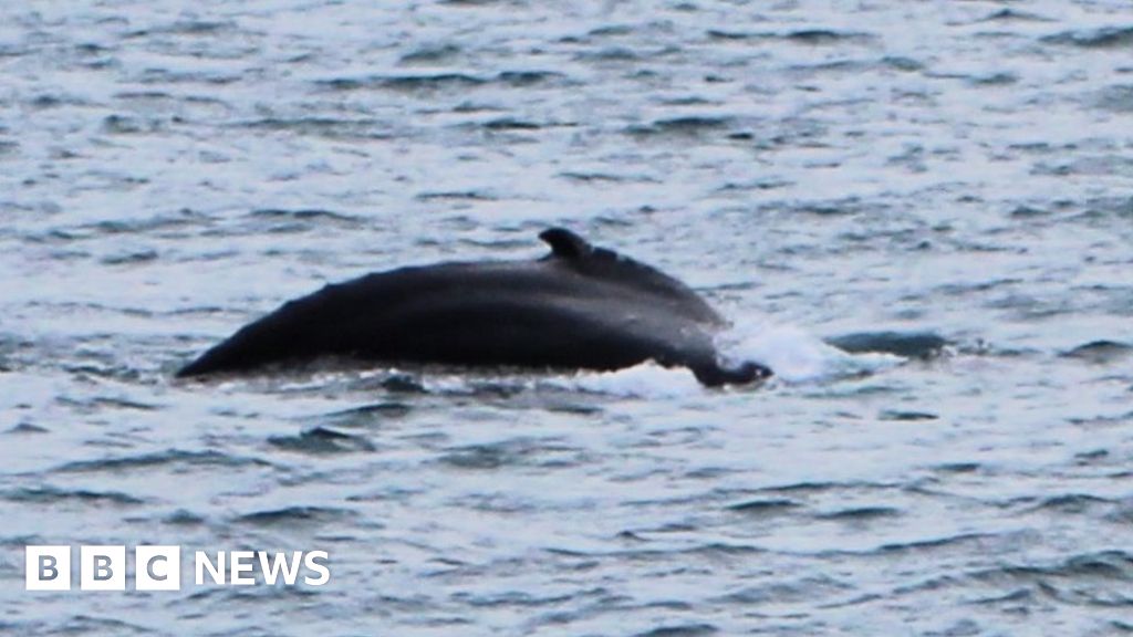 Humpback whale spotted in Manx waters for first time in six years