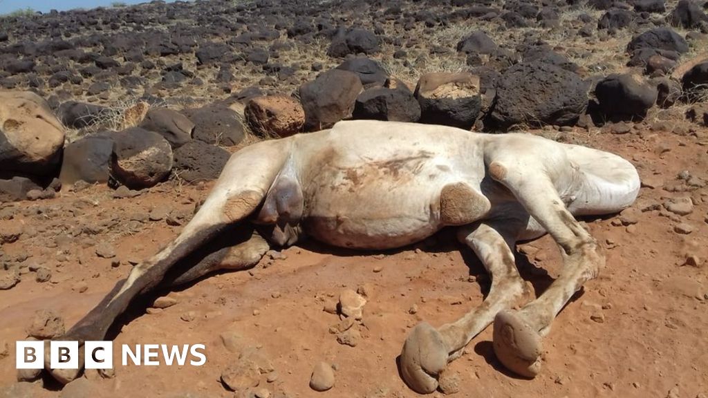 Kenyans mourn mass camel 'poisoning' - BBC News