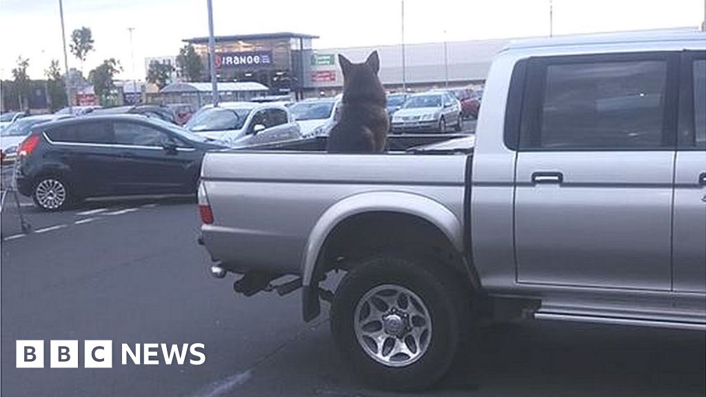 Police investigate reports of dog in truck on dual carriageways