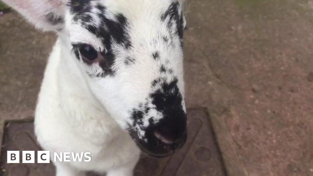Butcher says injured lamb 'not facing dinner plate' - BBC News