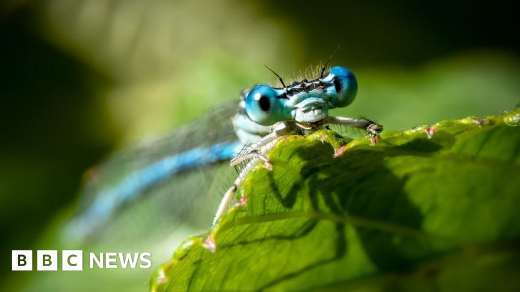 In pictures: Insect close-up wins wildlife photo contest - BBC News