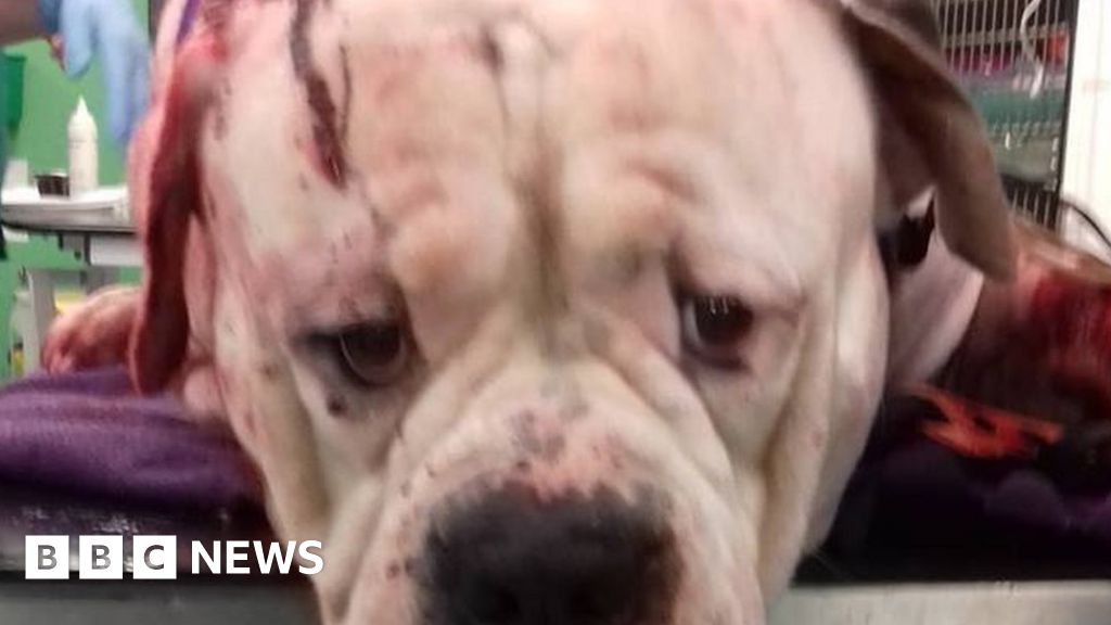 Bull terrier put down after being stabbed in neck in Edinburgh - BBC News