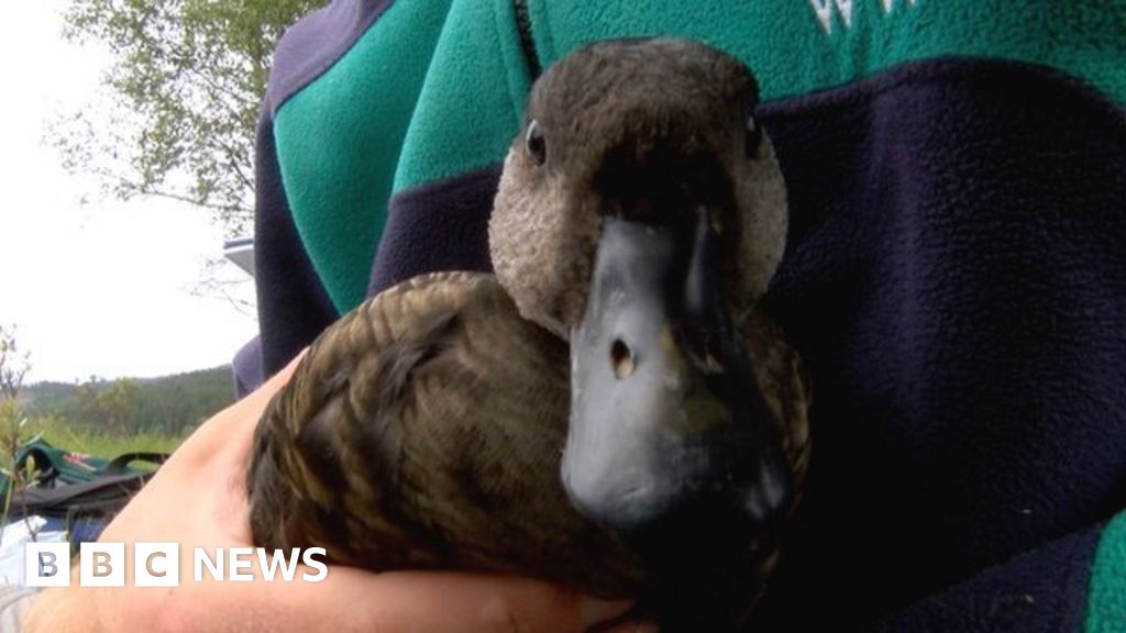 Chasing Britain's most threatened duck - BBC News