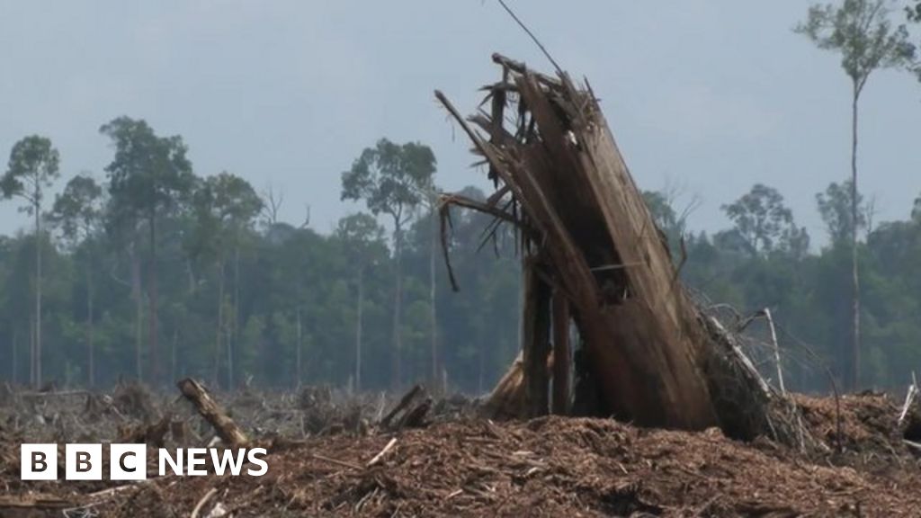 Battling deforestation in Indonesia - BBC News