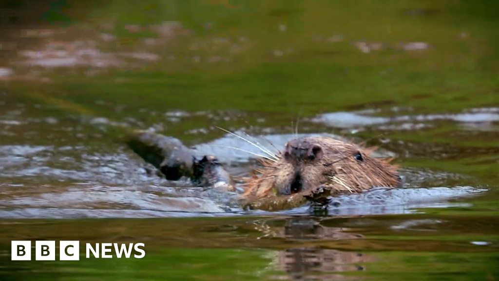 Call for decision on future of beavers in Scotland - BBC News