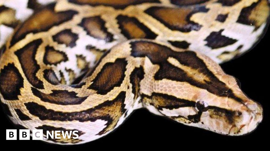 Drugs money of £40,000 found in Aberdeen 'was for snakes' - BBC News