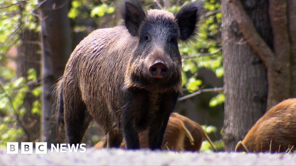 Wild boar: Call for 'clearer' controls as numbers rise