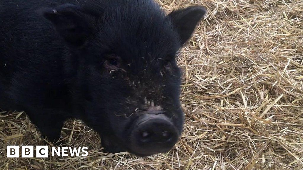 Animal shelter warns it cannot accommodate any more pigs. - BBC News