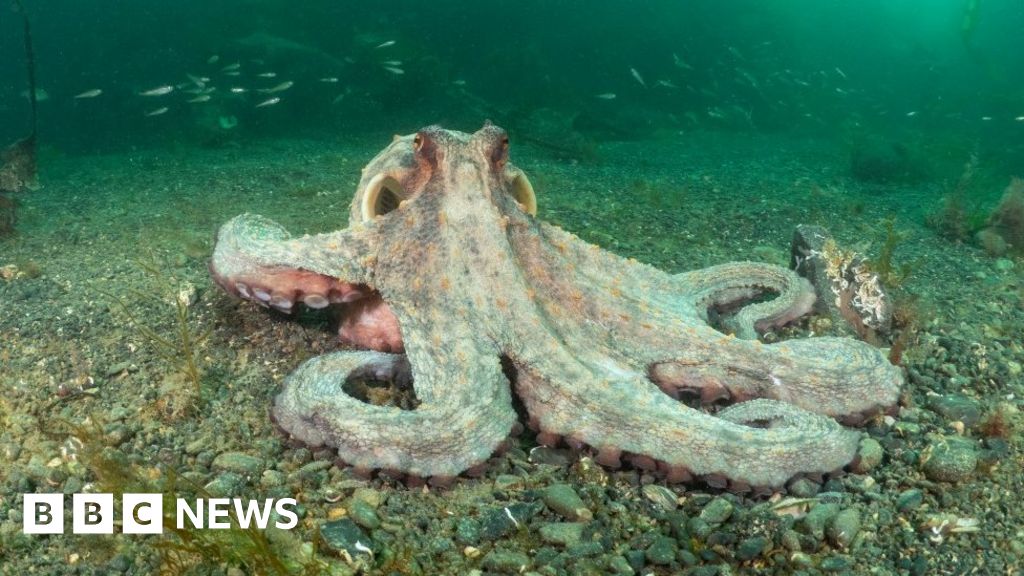 Octopus sightings surge in Cornwall waters