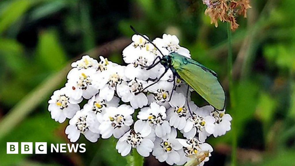 Rare forester moth spotted on Maple Cross land earmarked for warehouses ...