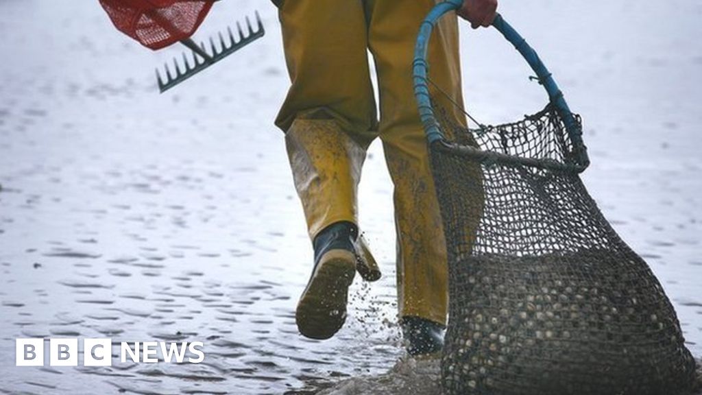 Burry Inlet cockle project to tackle 'unexplained' decline - BBC News