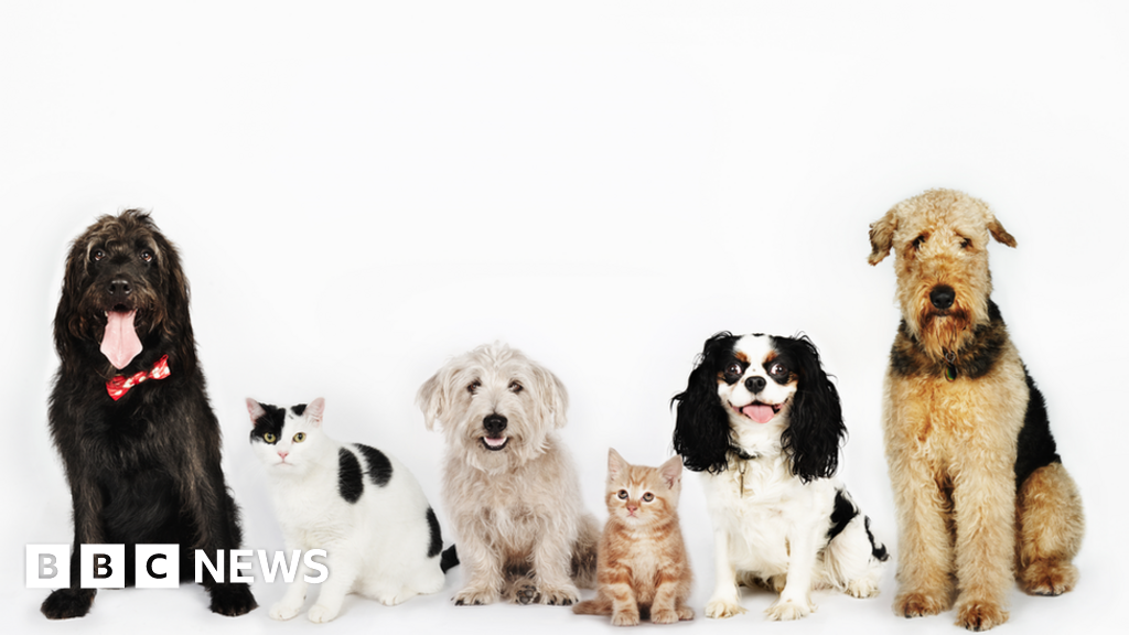 Pets to be recognised in BBC Make a Difference awards - BBC News
