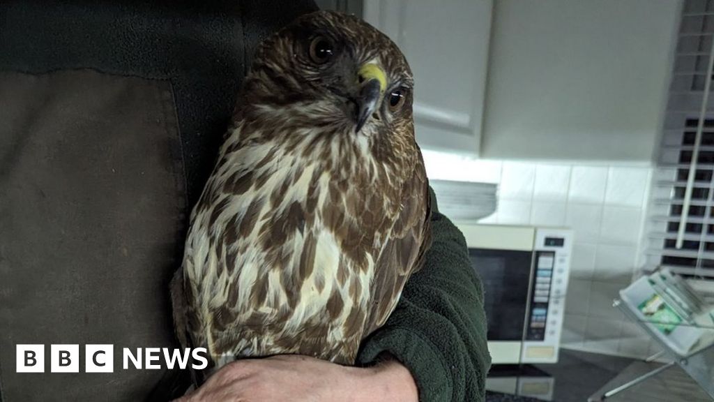 Buzzard rescued from M6 released back into wild - BBC News