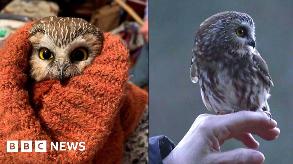 Rocky the owl back in the wild after Rockefeller Christmas tree rescue ...
