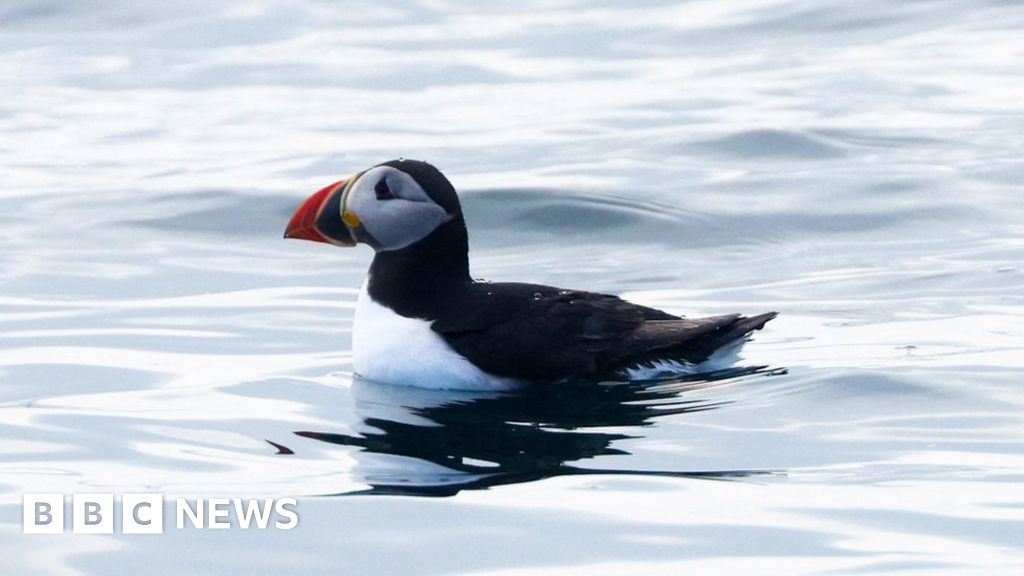 Puffins return to breeding sites in Jersey - BBC News