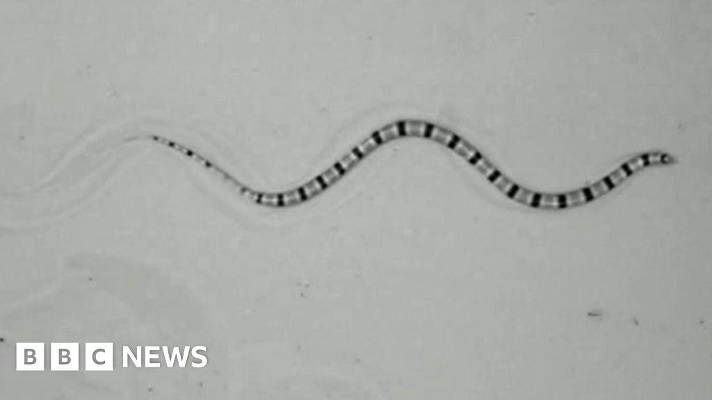 Unpicking the physics of sand snakes - BBC News