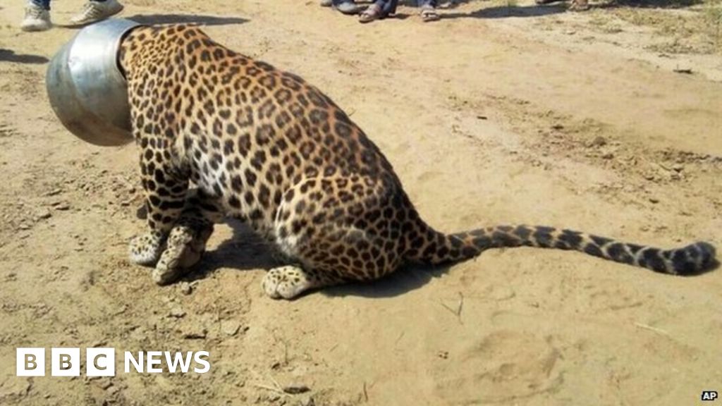 Thirsty leopard gets head stuck in pot in India - BBC News