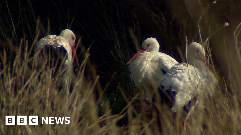 White storks bred in Oxford released in West Sussex