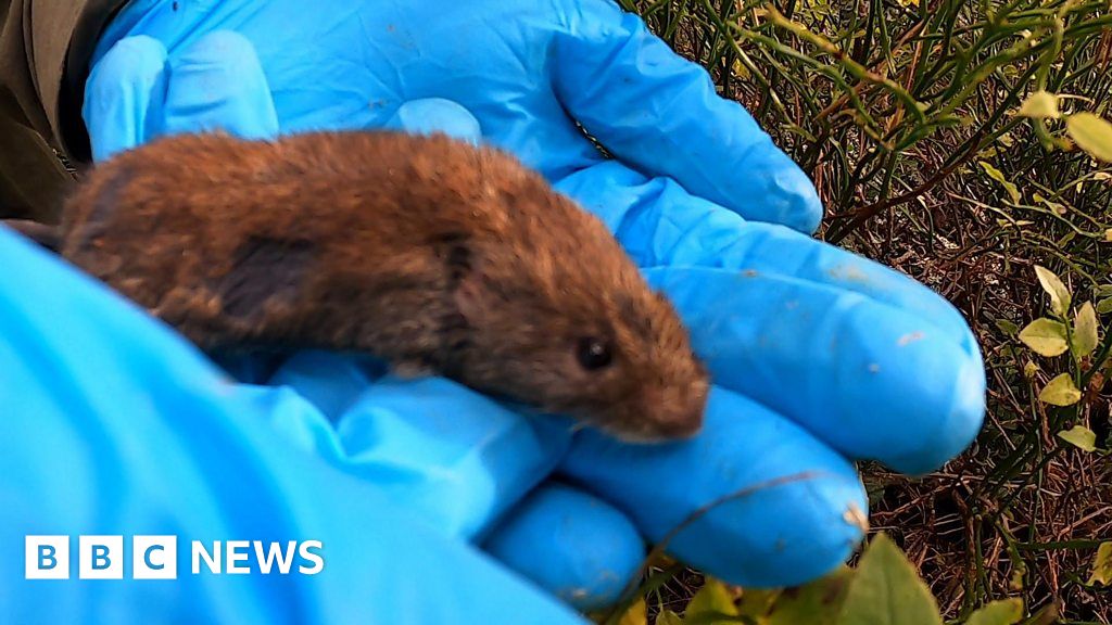 Voles counted to protect one of Scotland’s most endangered birds