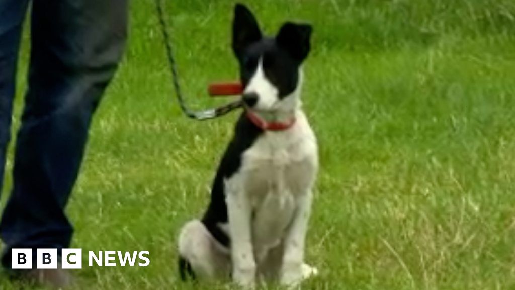 World Sheepdog Trials: Younger people urged to take up training - BBC News