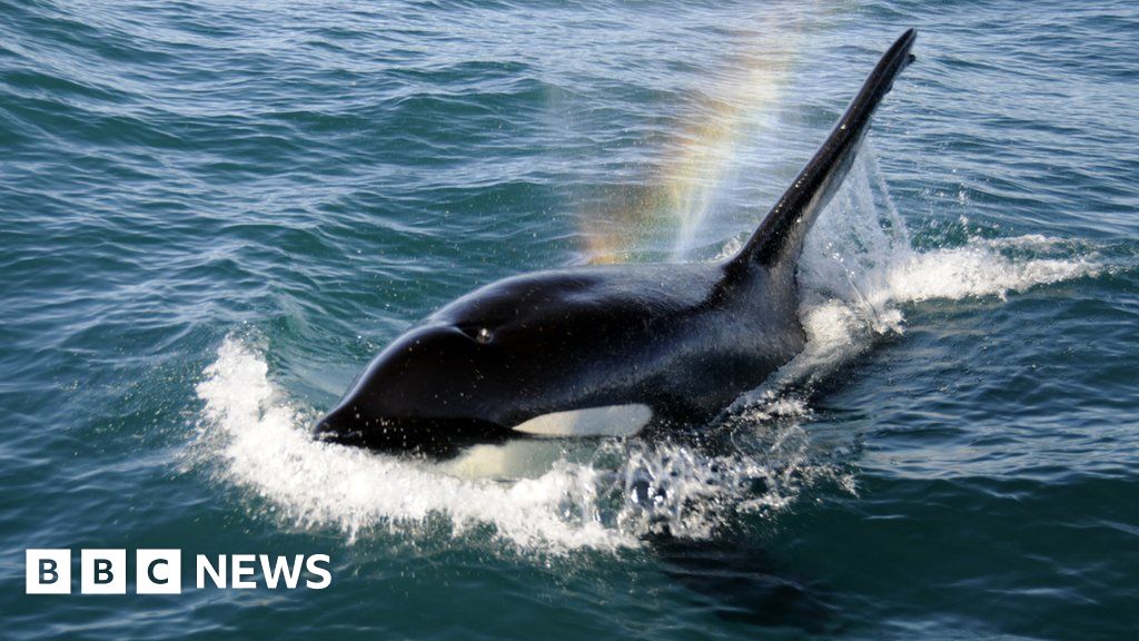 Excitement ahead of Caithness and isles orca watch event - BBC News