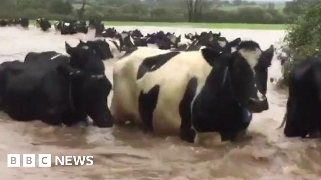 300 cows wade through Storm Callum flood water