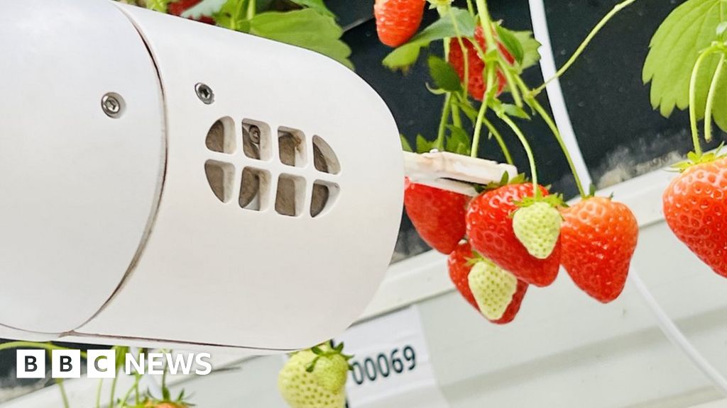 Technology ensuring out-of-season British strawberries - BBC News