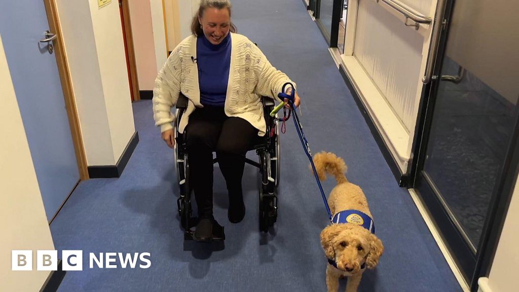 Watch: The labradoodle that helps out in the classroom