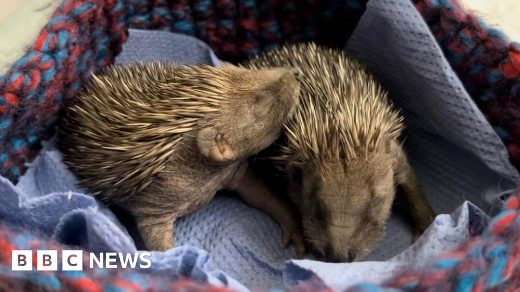 Blyth Wildlife Rescue unable to accept patients due to money woes - BBC ...