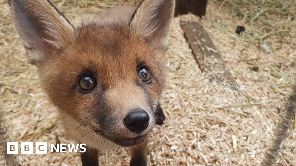 Flooded Didcot animal rescue hospital evacuated - BBC News