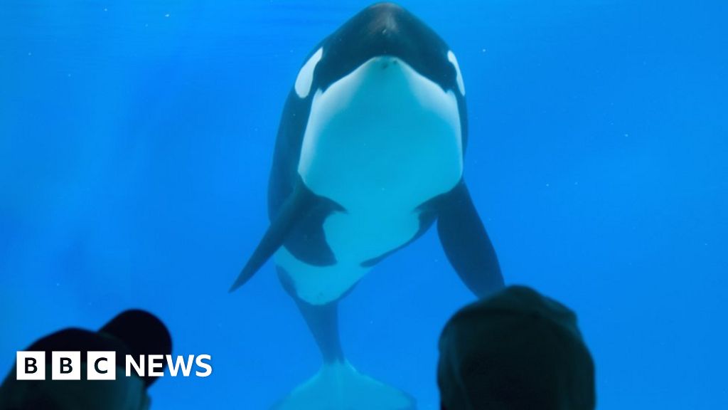 Can orcas ever be healthy in captivity? - BBC News