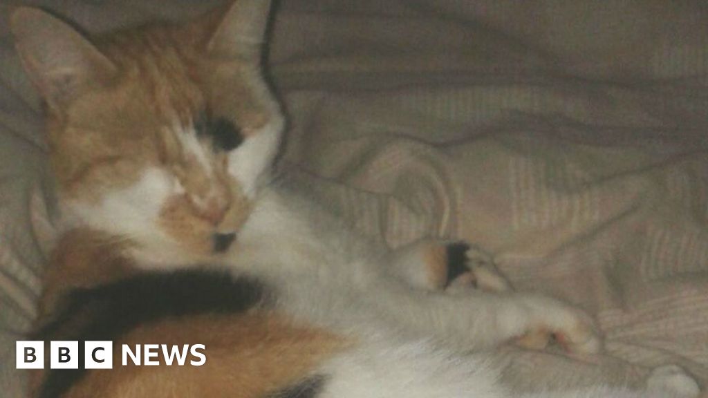 Cat's leg removed after 'air rifle attack' in Nottingham - BBC News