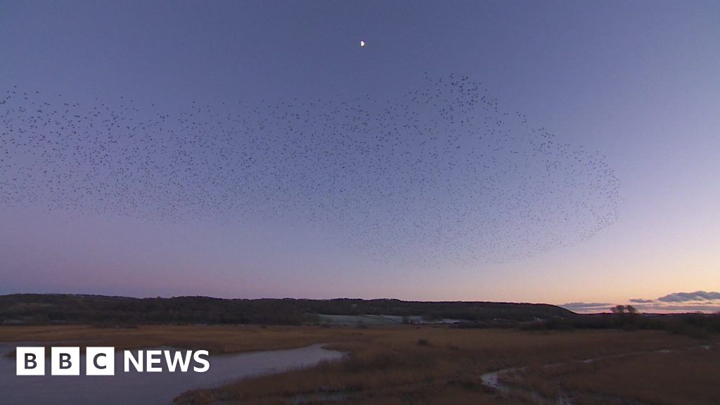 Mesmerising starling murmuration captured at dusk in Carnforth - BBC News