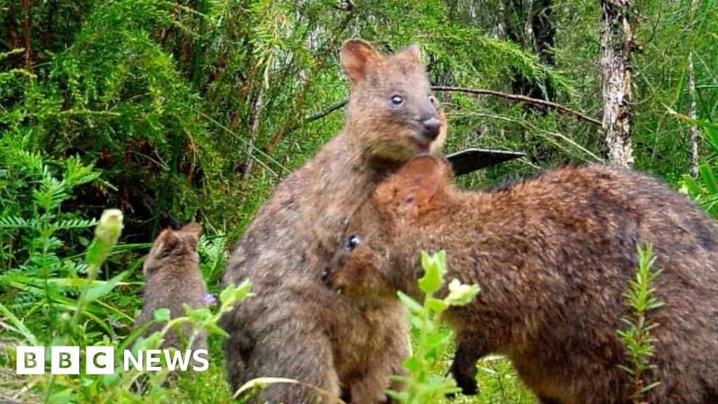 Quokka sighting brings hope for Northcliffe population - BBC News